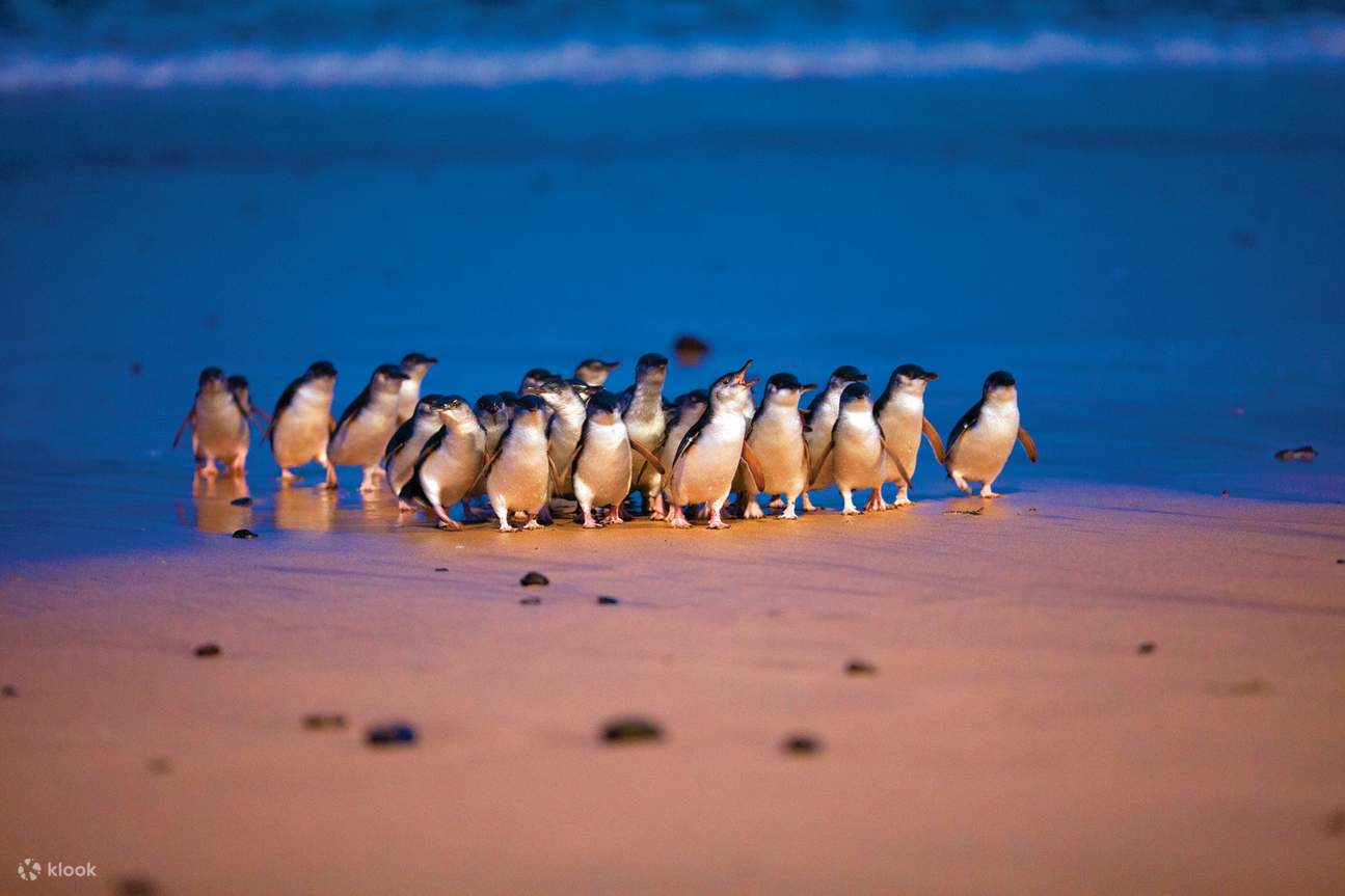 1 Day Phillip Island Penguins Wildlife Adventure Tour - Klook