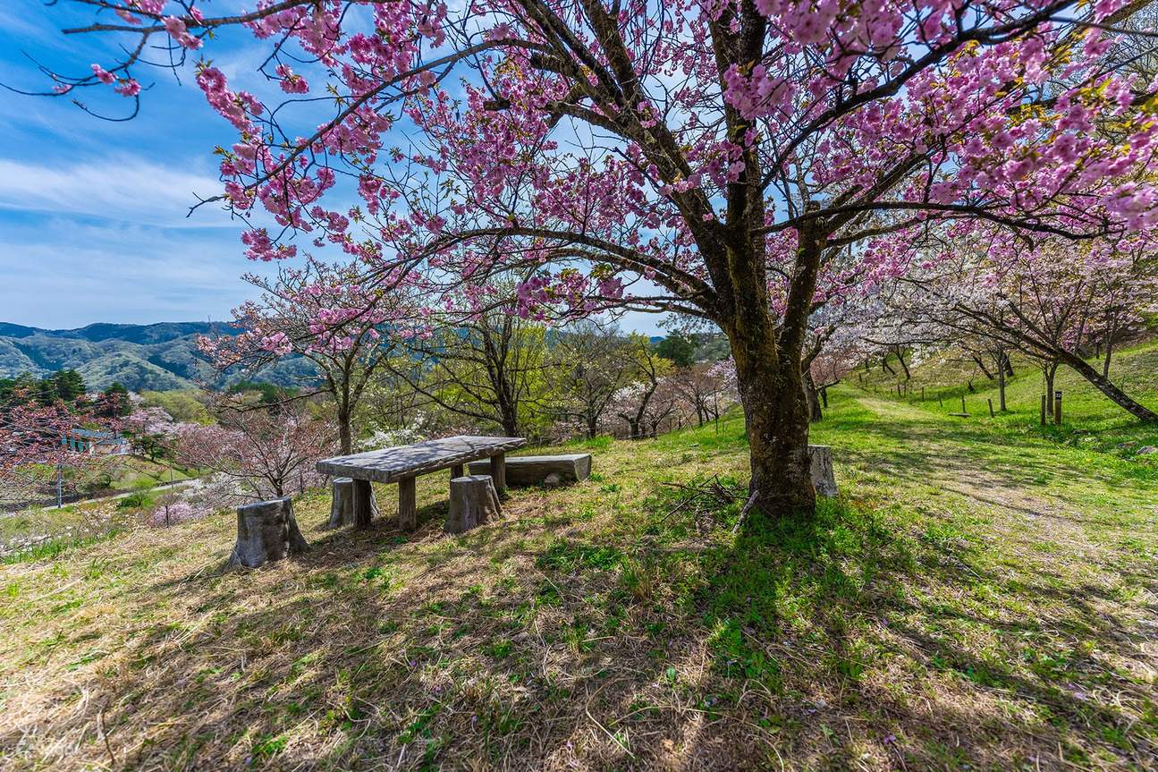 Chichibu Shibazakura Festival & Nagatoro Cherry Blossoms Festival - Klook Singapore