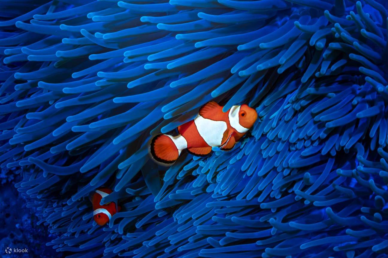 Cairns Koalas & Creatures Admission - Klook