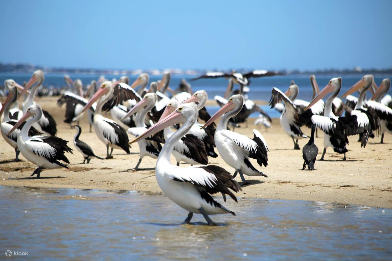 Mandurah Dolphin and Scenic Canal Cruise Trip from Perth - Klook