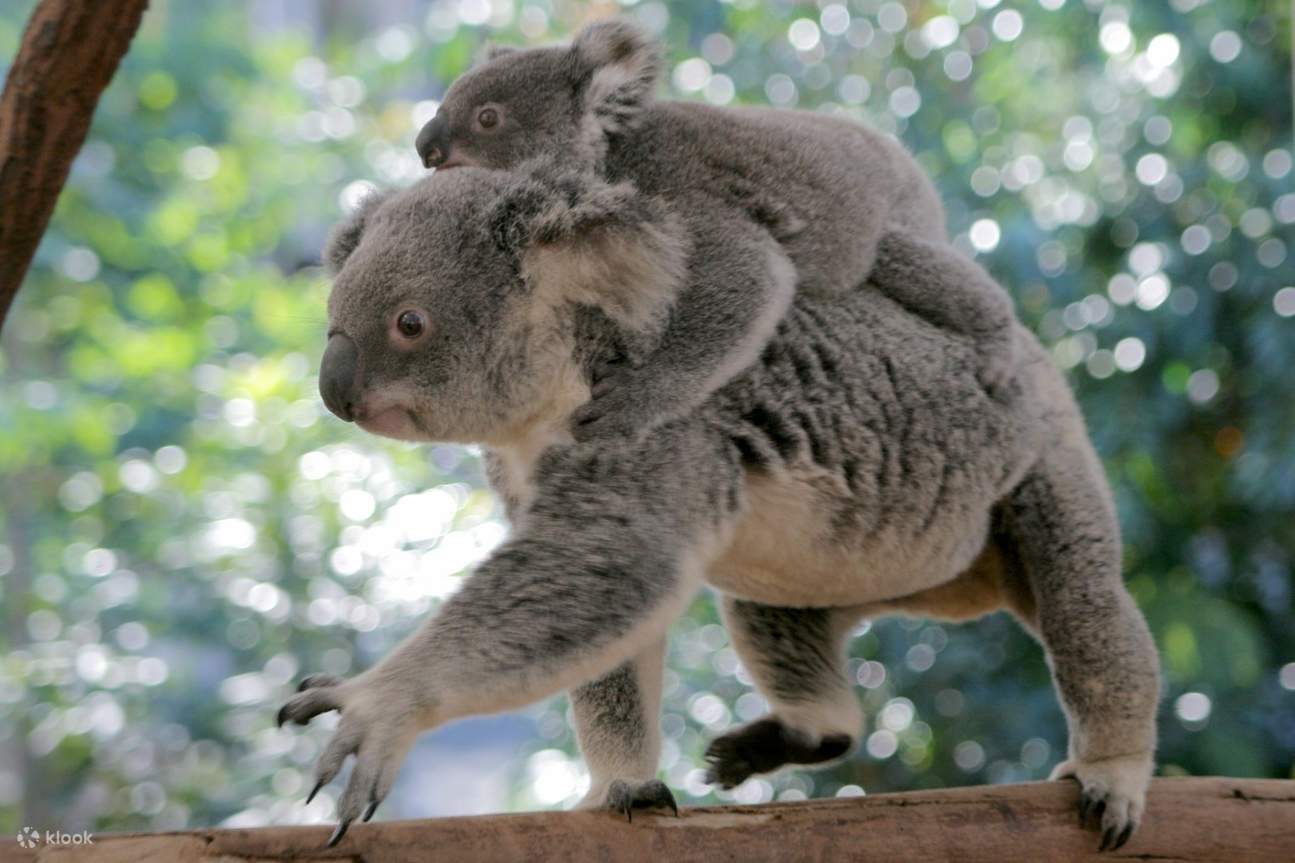 River Cruise with Lone Pine Koala Sanctuary Admission in Brisbane ...