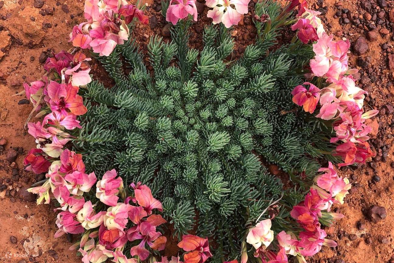 Wildflower Northern and Southern Tour with New Leaf Connect - Klook ...