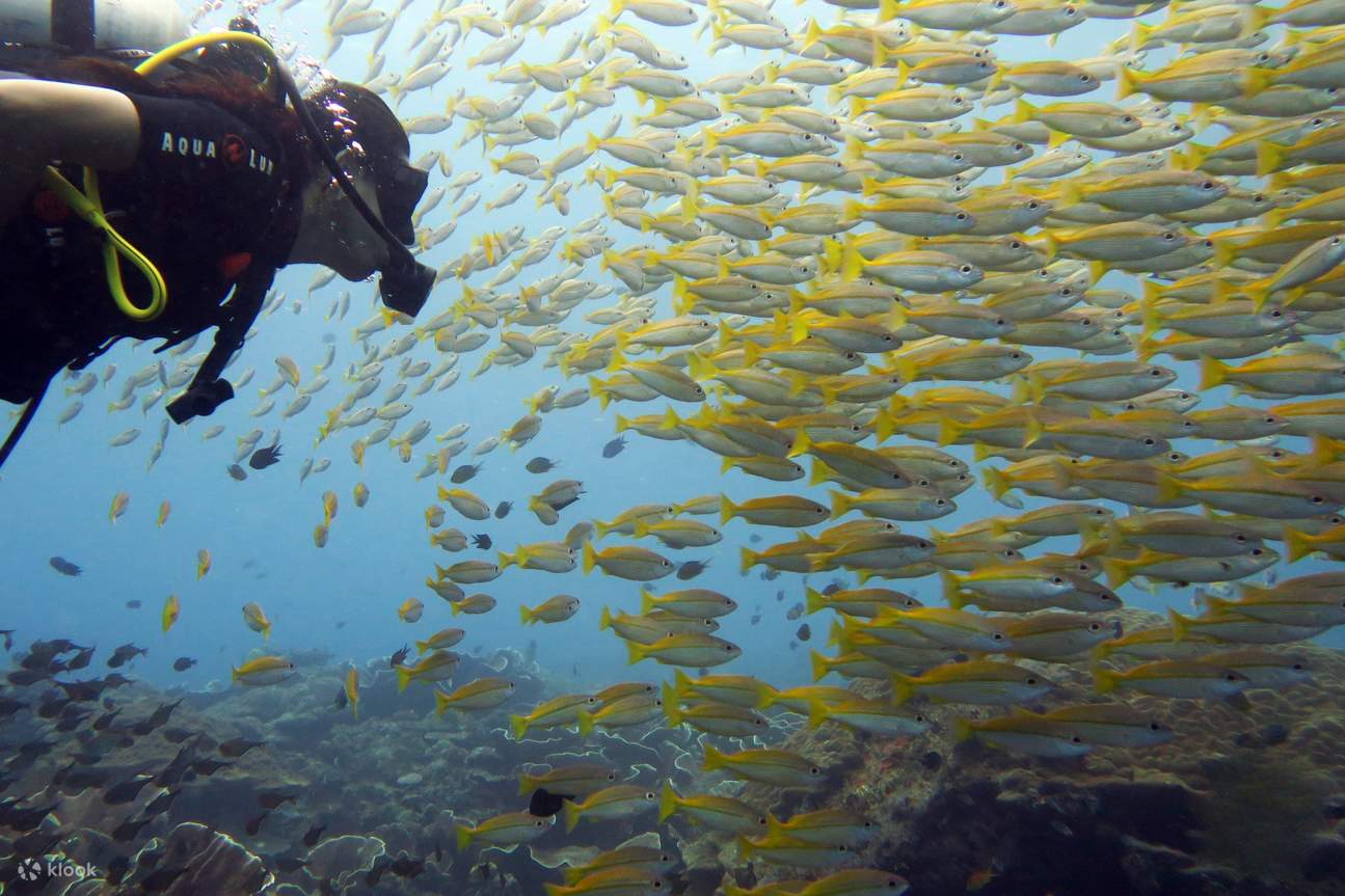 Fun Diving Experience in Palawan - Klook United Kingdom