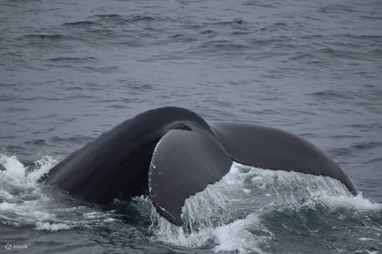 Whale Watching Tour by RIB Boat in Reykjavik - Klook United Kingdom