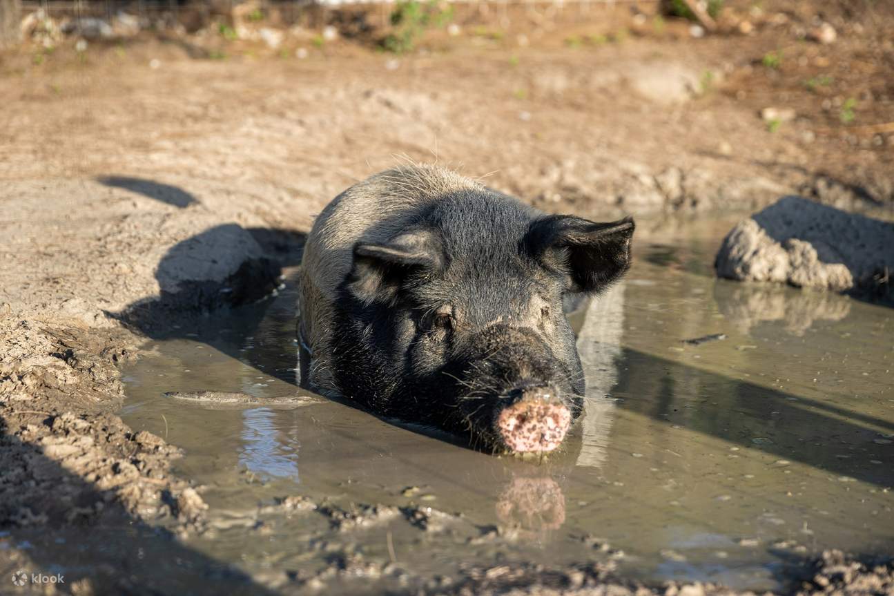 Farm Animals and Tour in Brisbane - Klook