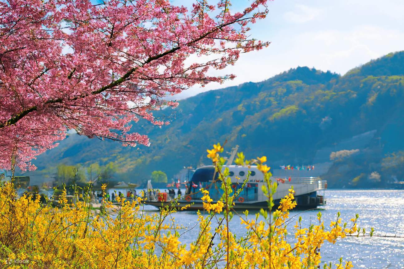 Cherry Blossom Day Tour from Seoul: Nami Island, Rail Bike & Alpaca ...