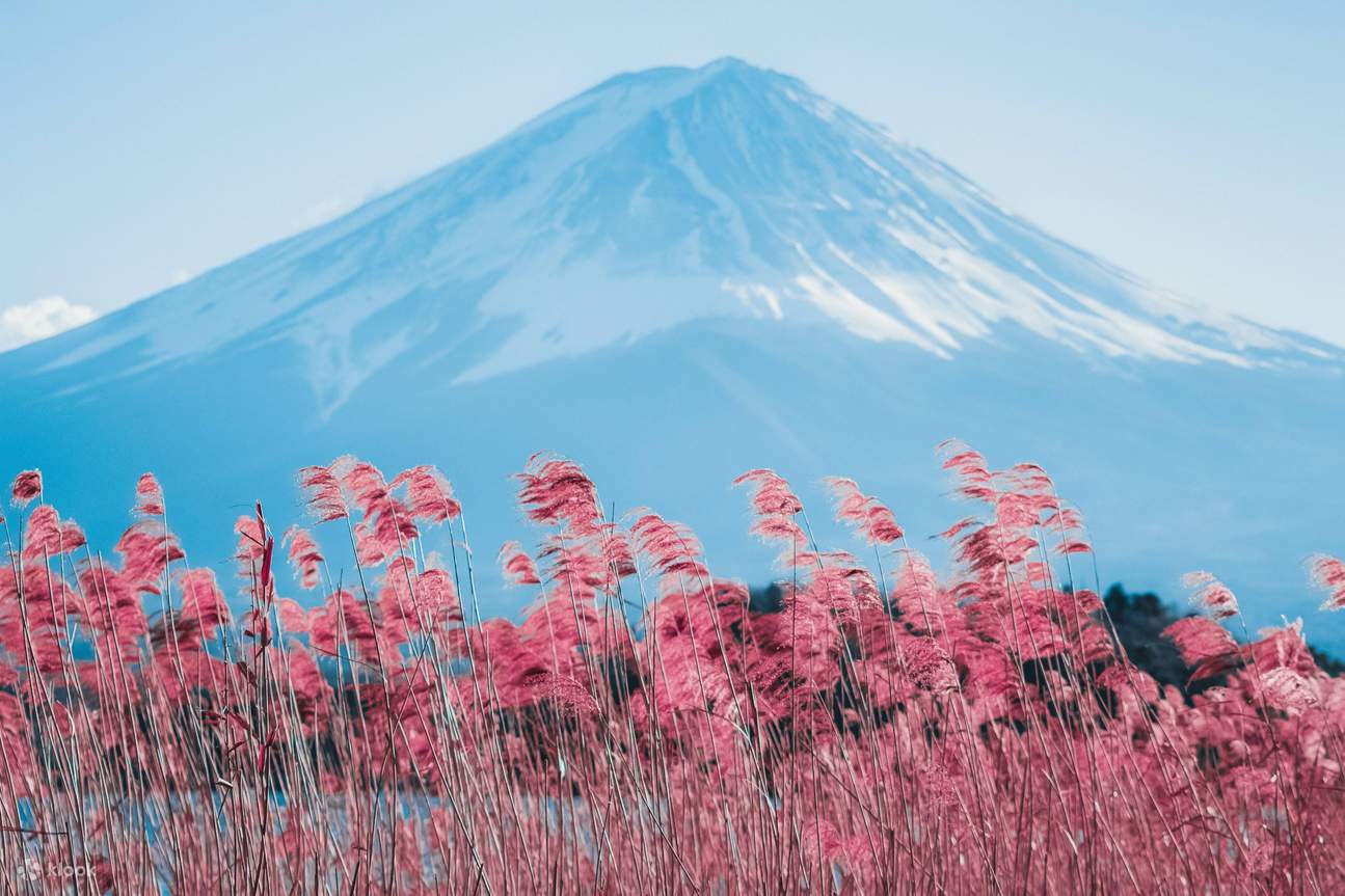 [One-day tour to Mount Fuji’s popular flower viewing spots] Oishi Park ...