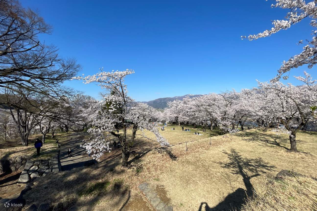 Iiyama Castle Ruin Park Cherry Blossom and Nozawa Onsen Morning Tour ...