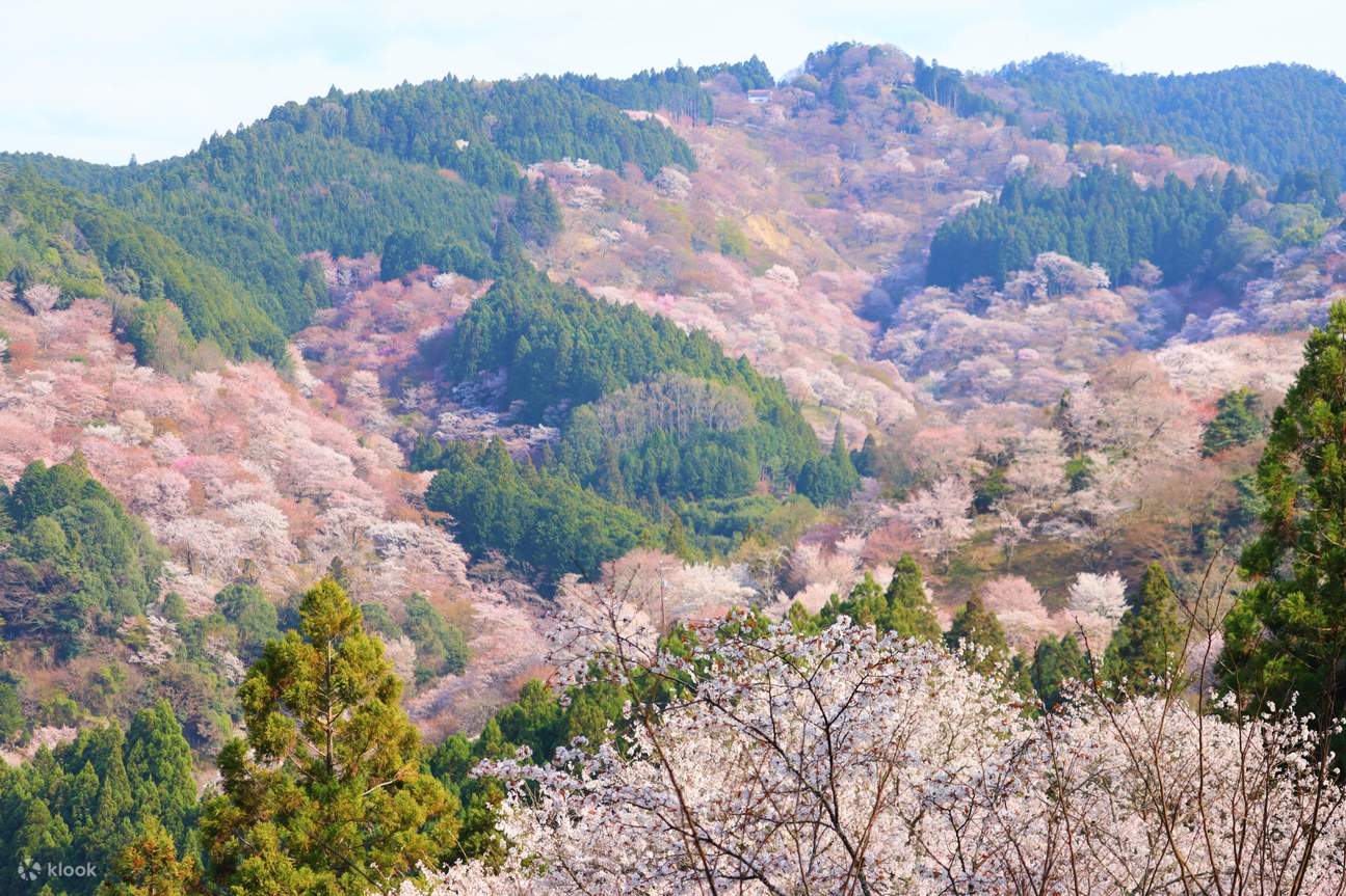 Mt Yoshino and Mt Koya Cherry Blossom 2 Days Train and Bus Tour - Klook