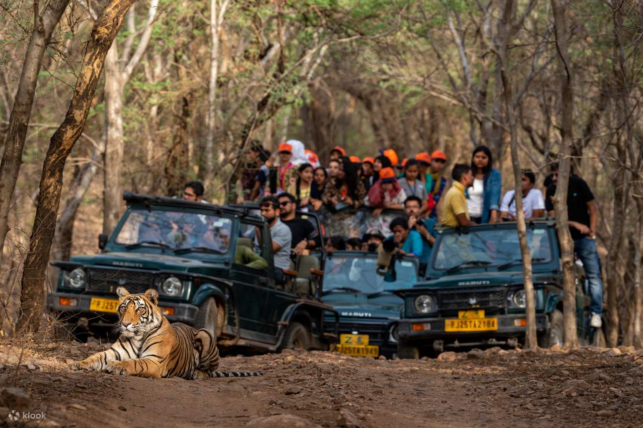Sure Shot Tiger Viewing : Half-Day Panna National Park Jeep Safari ...