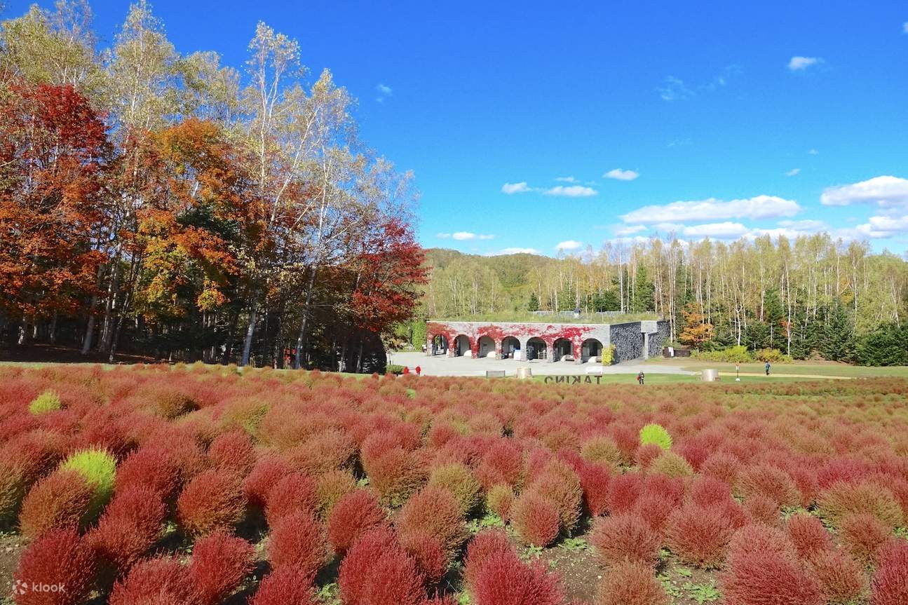Hokkaido | One-day tour to Autumn Cherry Blossoms & Hakkensan BBQ ...