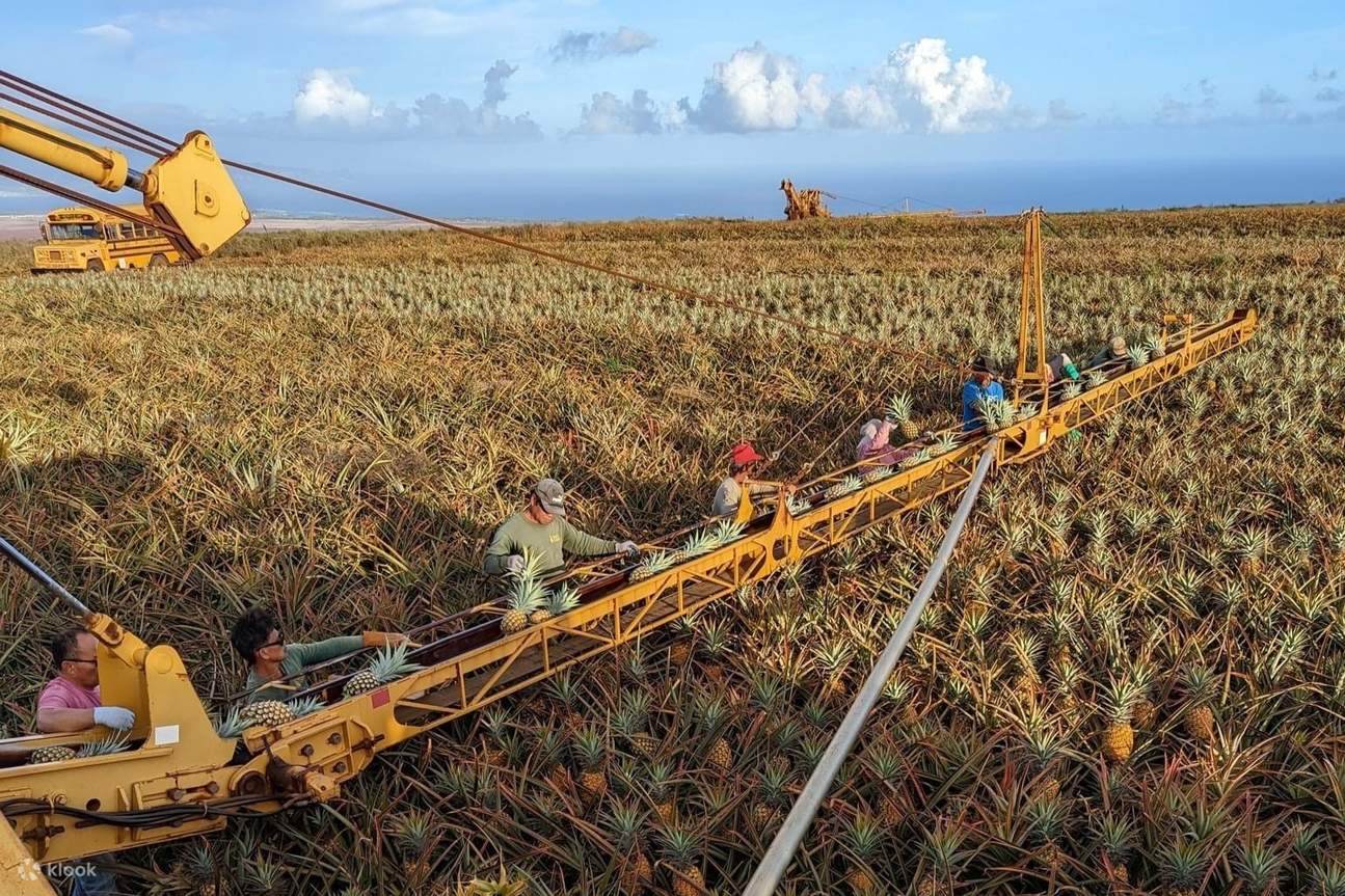 Maui Pineapple Farm Tour in Hawaii - Klook United Kingdom