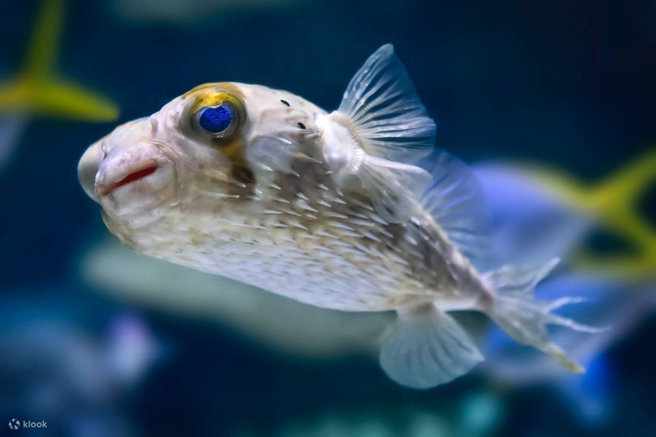 Hollywood Plus Pass in Los Angeles - Klook Malaysia