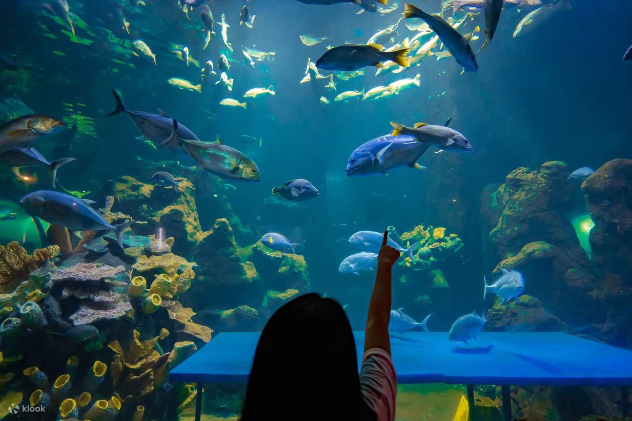 Sea World Ancol Ticket - Klook