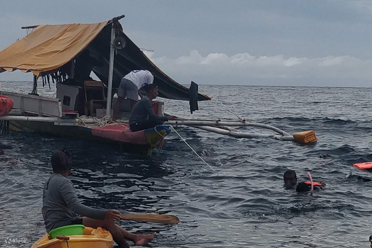 Whale Shark and Pangas Falls Tour in Bohol - Klook, Vereinigte Staaten