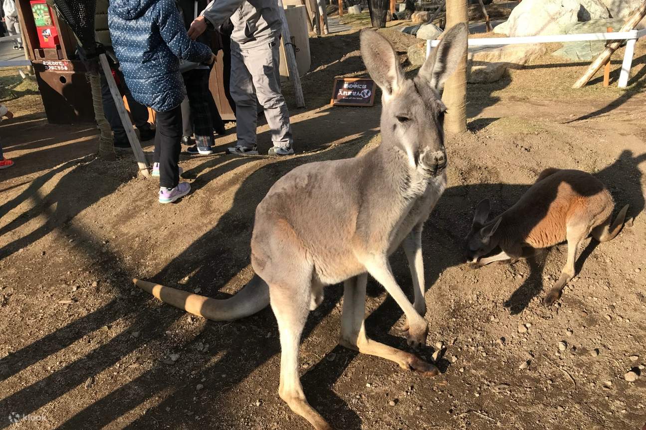 Kobe Animal Kingdom Admission Ticket - Klook United Kingdom