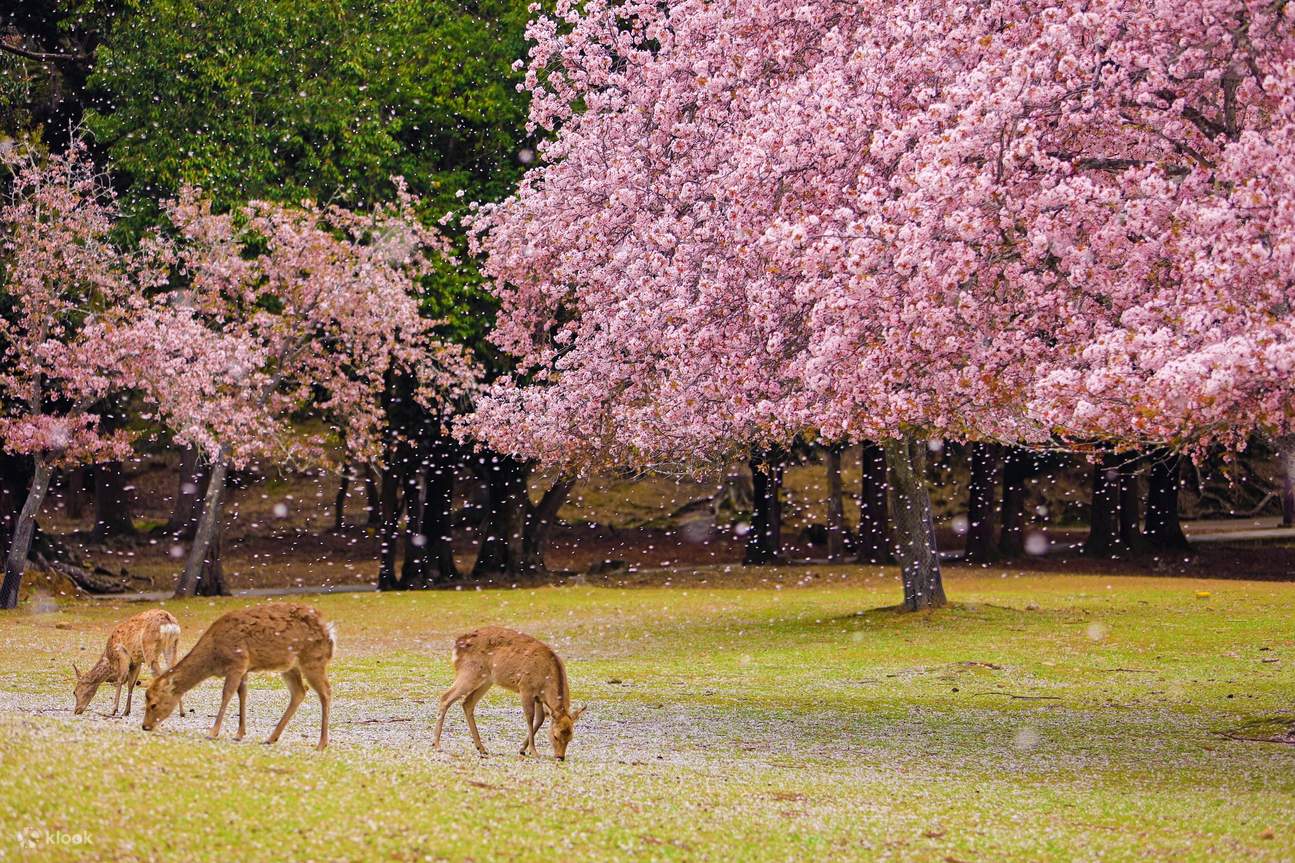 Excursion d'une journée à Kyoto Nara │ Temple Kiyomizu + Sanctuaire ...