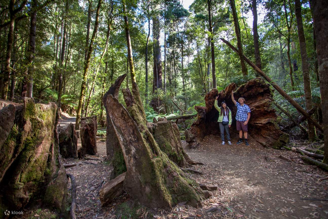 Mt Field, Wildlife, and Mt Wellington Day Tour from Hobart - Klook ...