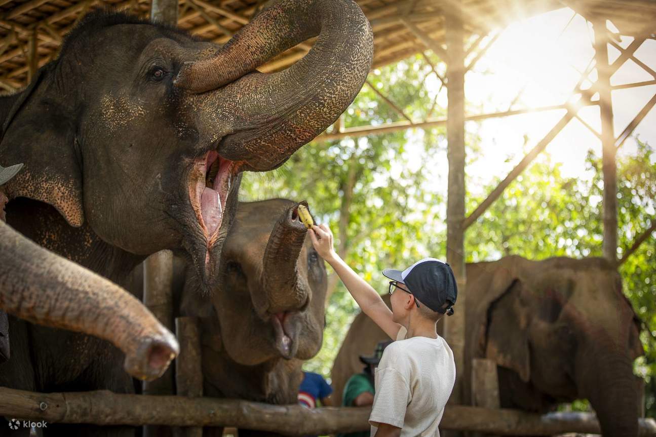 1 Day Join In Elephant Care Camp in Phuket - Klook