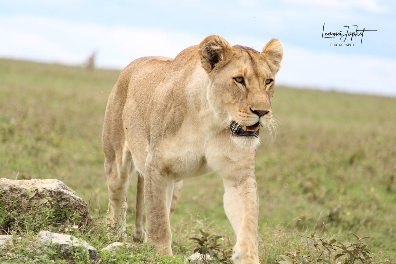 3 Days 2 Nights Maasai Mara Small Group Safari - Explore the Wild ...