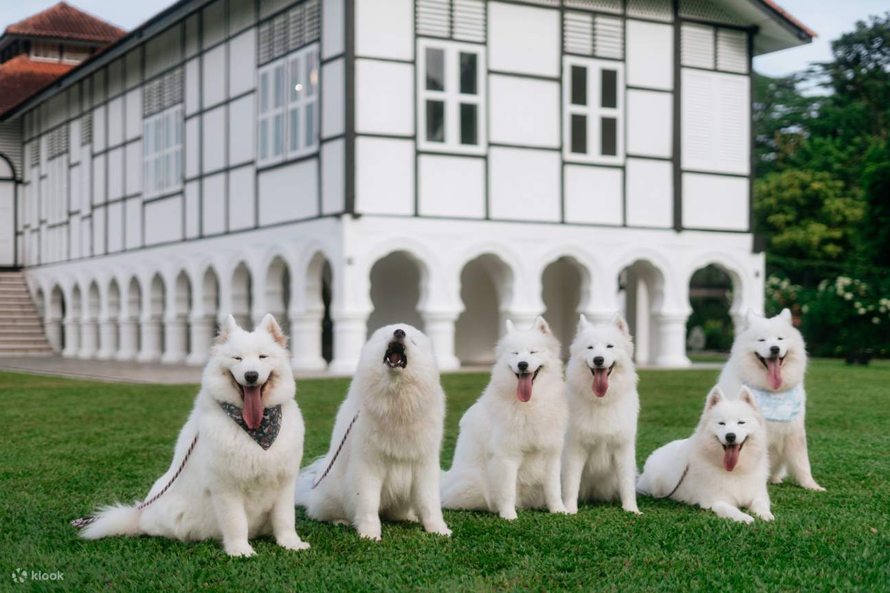 Cuddle Fluffy Samoyed (Dog Cafe) in Singapore - Klook United Kingdom