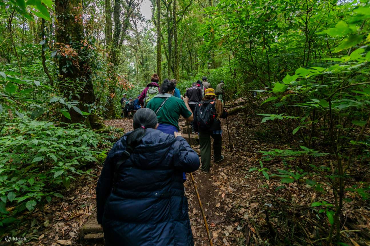 Chiang Mai: Kew Mae Pan Nature Trail & Doi Inthanon Day Trip - Klook ...