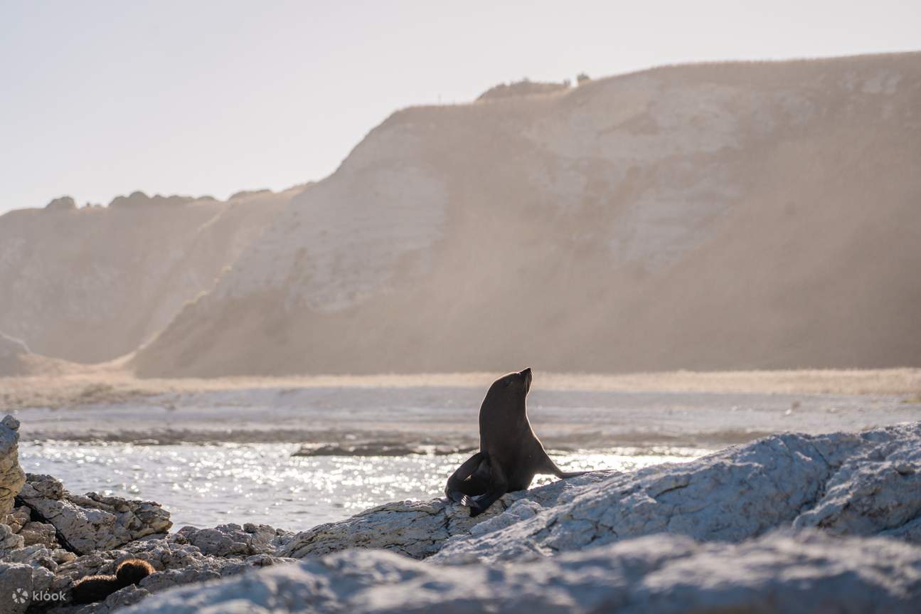 凯库拉赏鲸游船之旅 - Klook客路