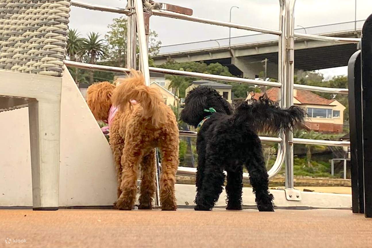 Sydney Harbour Dogs on Deck Cruise - Klook