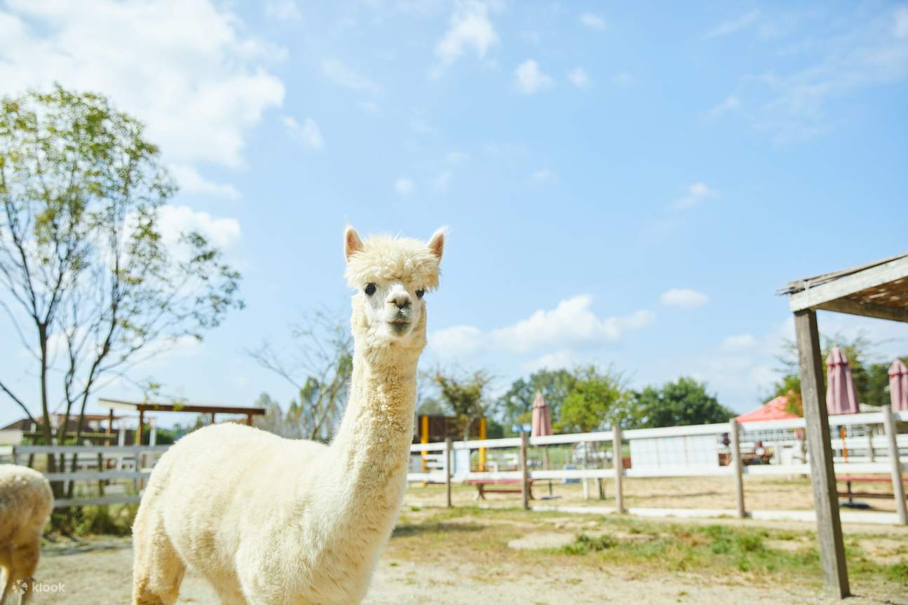 Sama seperti Italia! Kirakirasaka + Taman Hutan Okayama Hutan Jerman ...