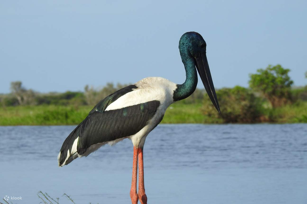 Wetland Experience 1-Day Boat Tour in Darwin - Klook
