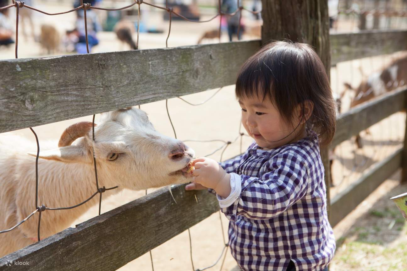 Narita Dream Dairy Farm Ticket, Japan - Klook