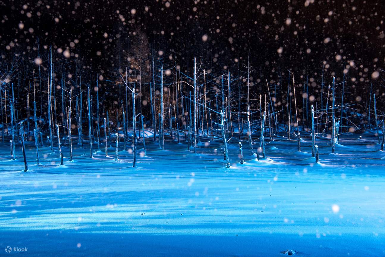 Asahiyama Zoo & Biei Blue Pond Day Trip di Hokkaido - Klook Indonesia