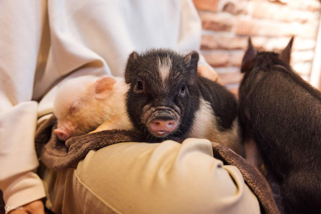 Online reservation for Yokohama Private Room Micro Pig Cafe - Klook