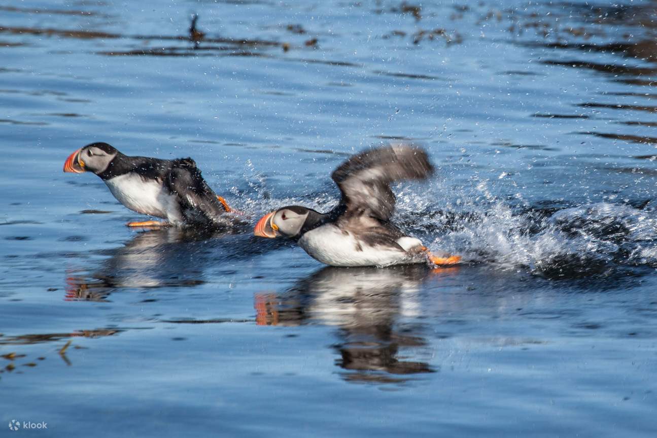 Puffin Express Tour with Regular Boat - Klook India