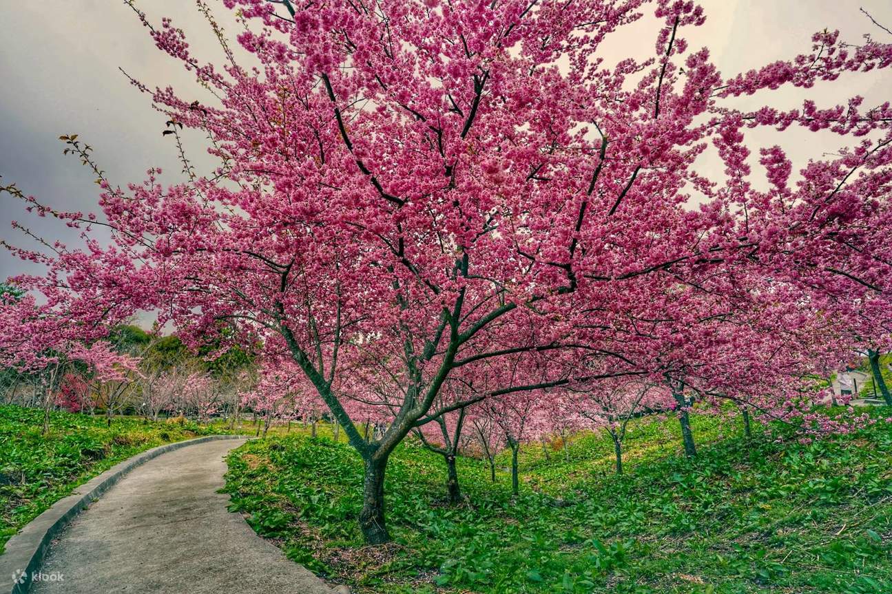 Fushoushan Cherry Blossom Garden & Lishan One-day Tour (Taichung City ...