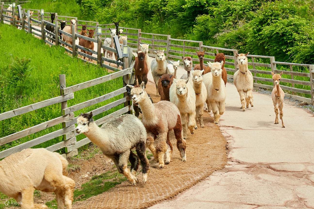 Nami Island/Alpaca World/Rail Bike/Begonia Bird Park/Cherry Blossoms - Klook