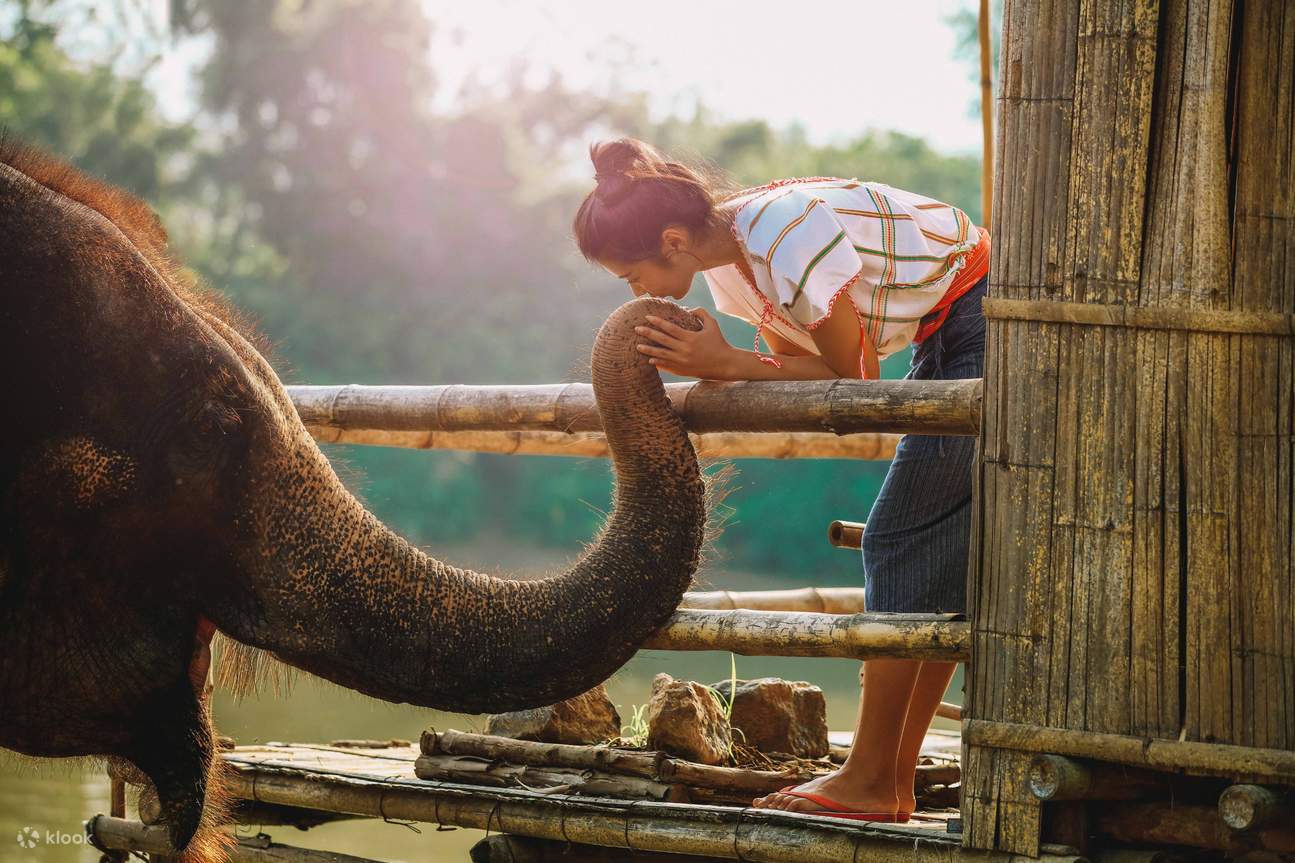 Elephant Sanctuary & Erawan Waterfall Tour from Bangkok – Full Day - Klook