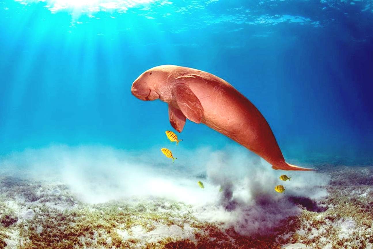 Jelajahi Marsa Mubarak: Snorkeling bersama Sapi Laut dan Penyu di Marsa ...