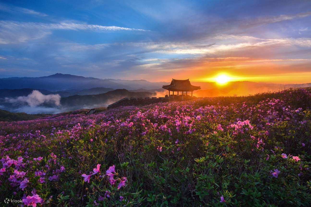 Hwangmaesan Royal Azalea Festival Tour from Busan - Klook United Kingdom