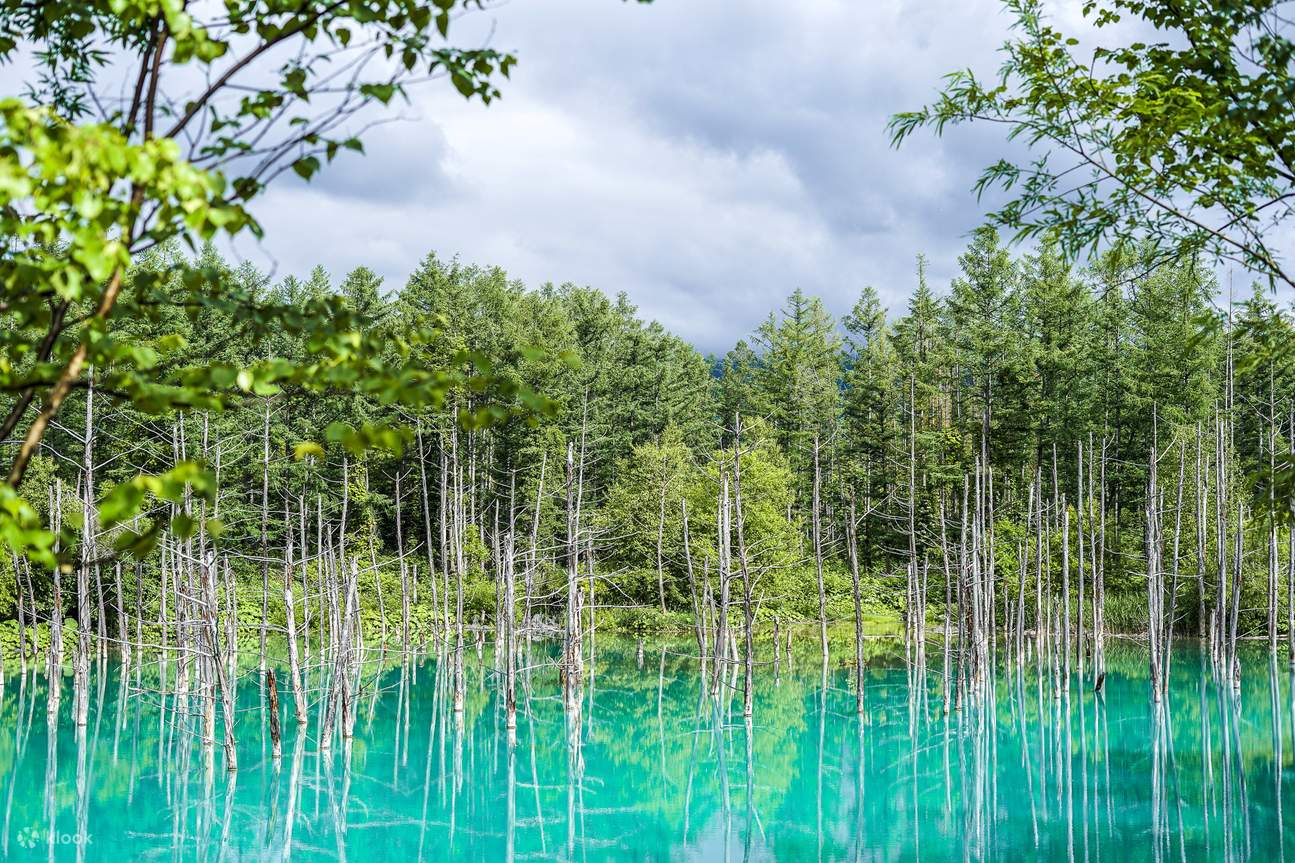 5D4N Hokkaido, Biei, and Furano Join In Land Tour - Klook Hong Kong