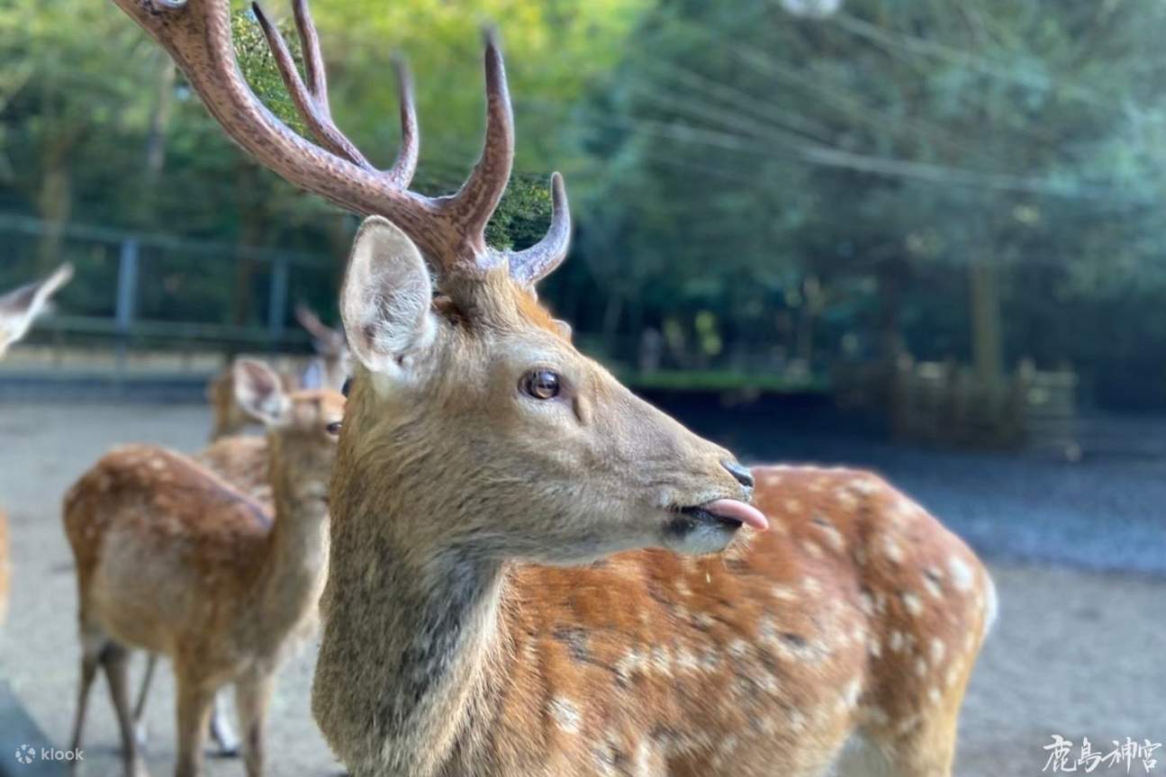 Kashima Shrine, Nakaminato Fish Market, and Oarai Aquarium 1-Day Tour ...