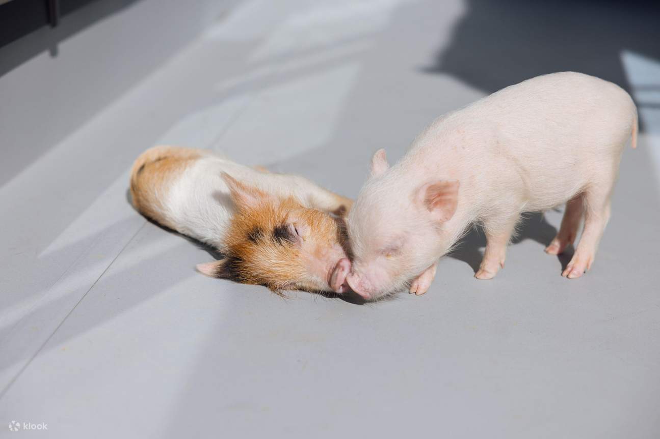 Reservasi online untuk Yokohama Private Room Micro Pig Cafe - Klook ...