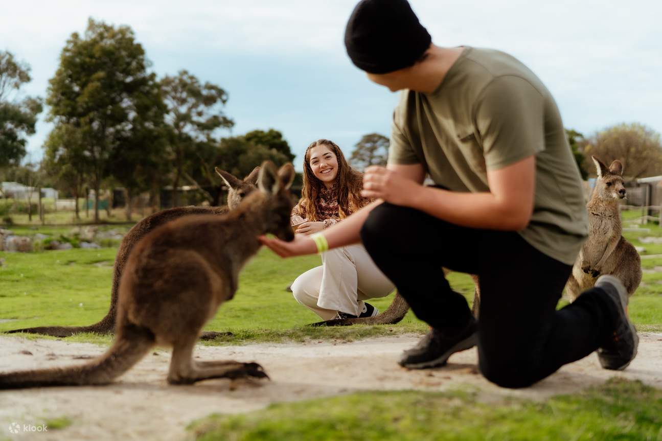 Penguin Parade, Maru Koala Animal Park & Brighton Bathing Boxes - Klook ...