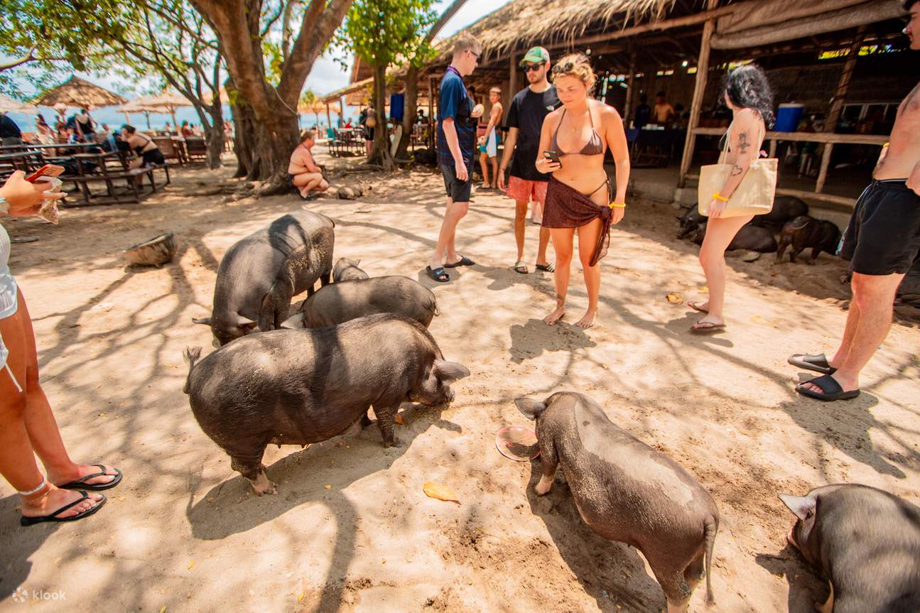 Pig and Tan Island Snorkeling Tour at Koh Samui - Klook India