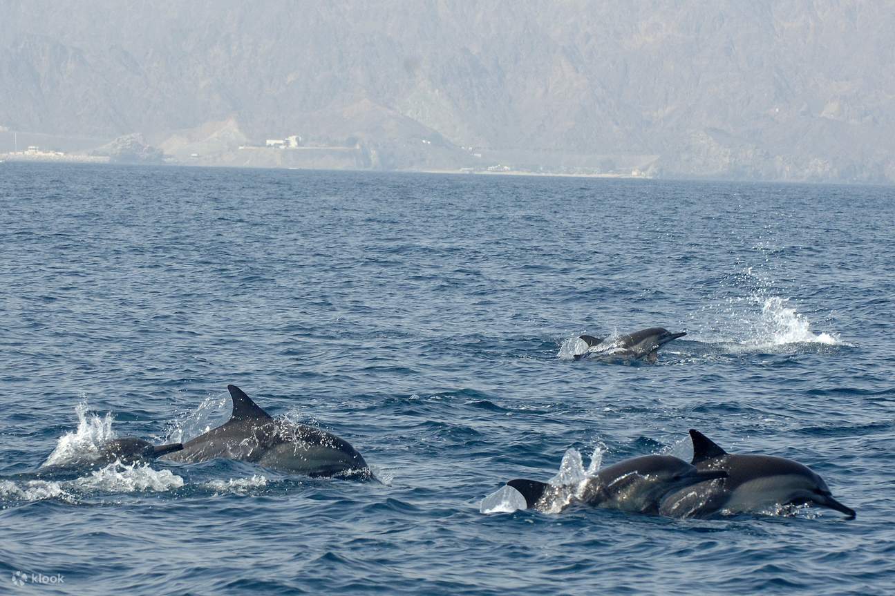 Dolphin Watching Experience from Muscat - Klook Malaysia