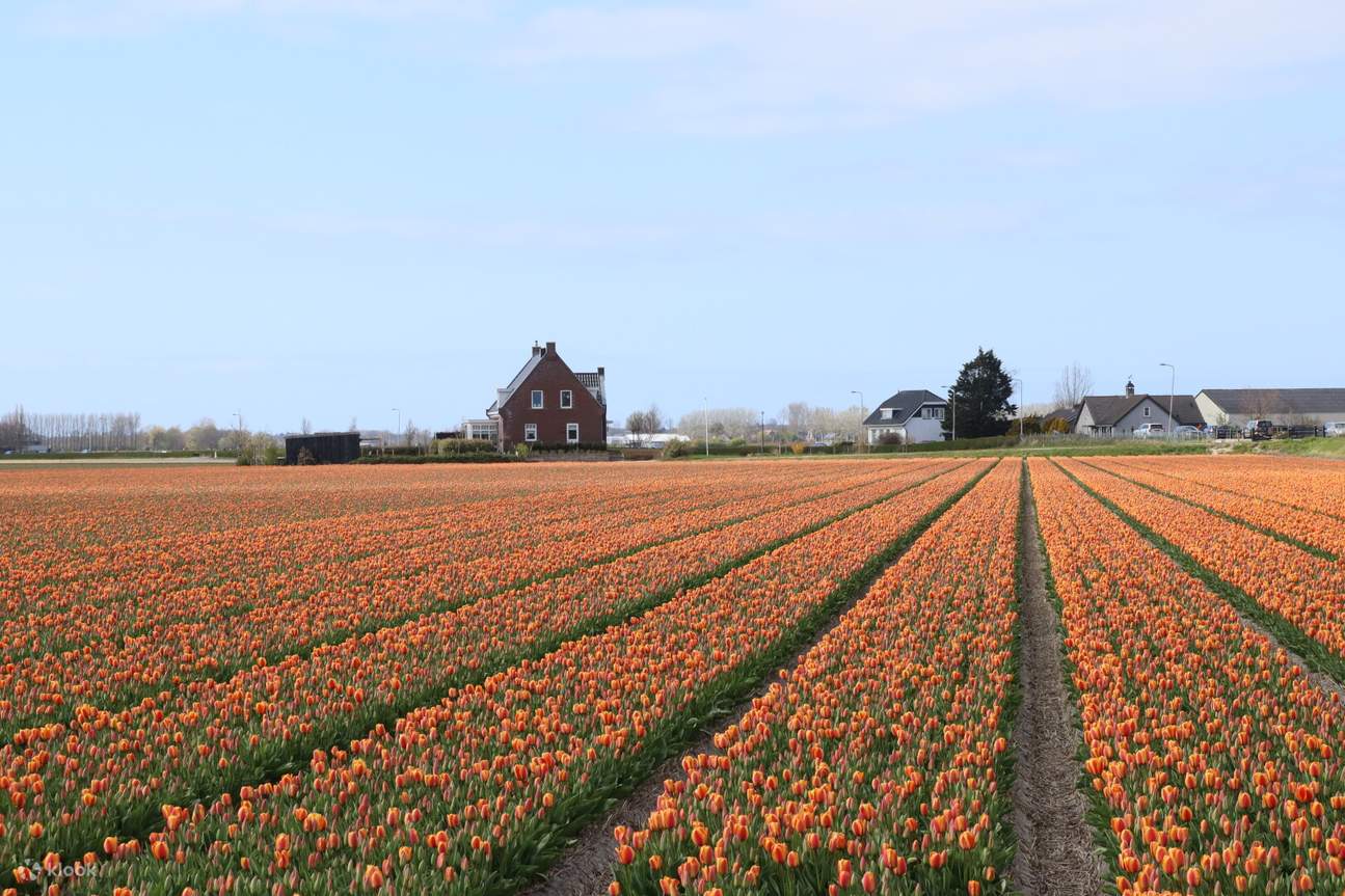 튤립 투어 큐켄호프keukenhof 및 시티 투어 델프트delft 아름다운 튤립 들판을 탐험해보세요 클룩 Klook 한국