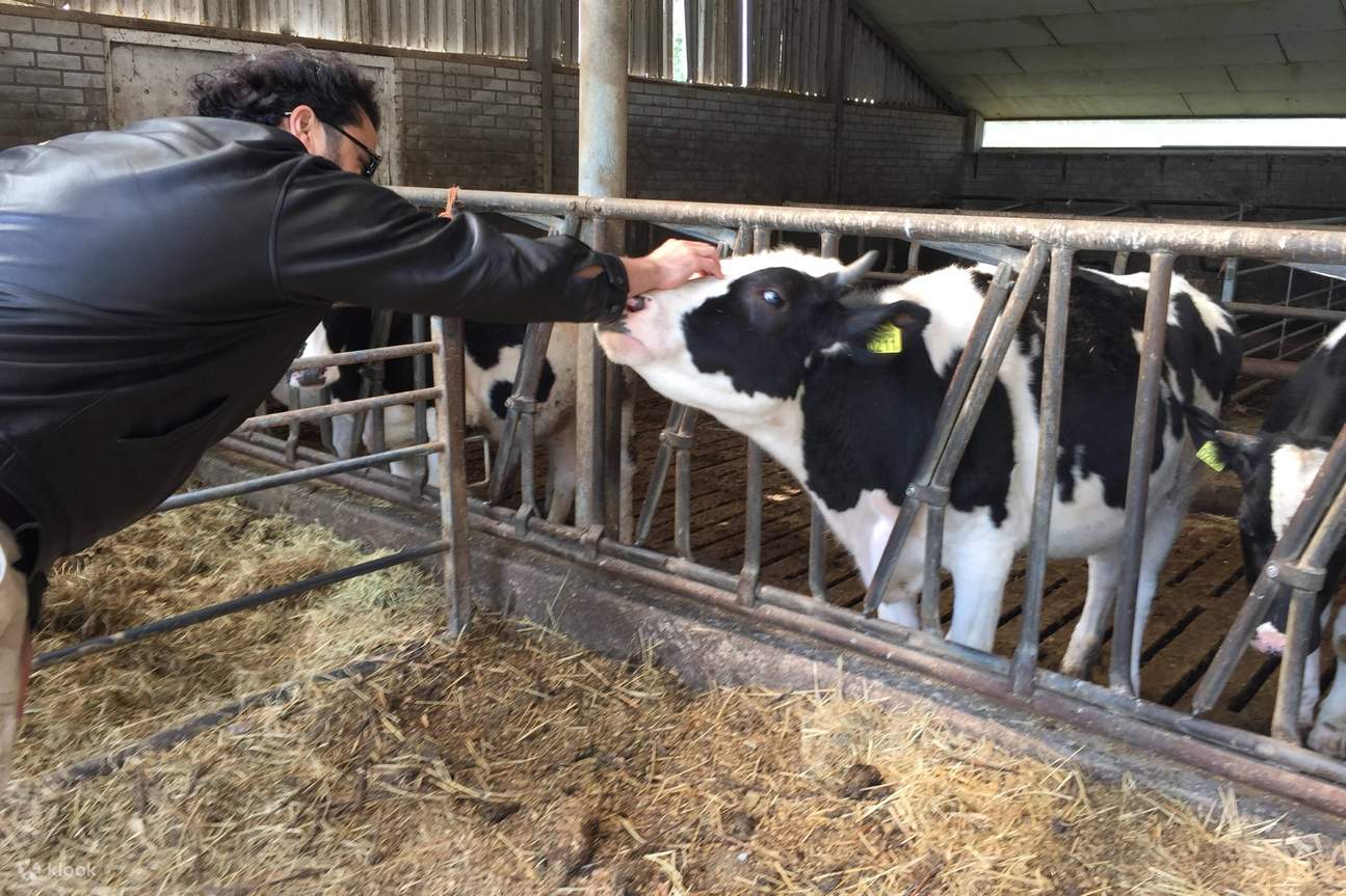 Countryside, Windmill, and Cheese E-Bike Tour in Amsterdam - Klook United Kingdom