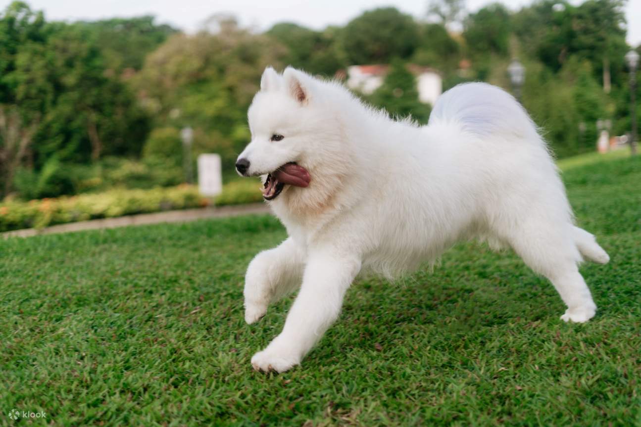 Cuddle Fluffy Samoyed (Dog Cafe) ใน สิงคโปร์ - Klook ประเทศไทย