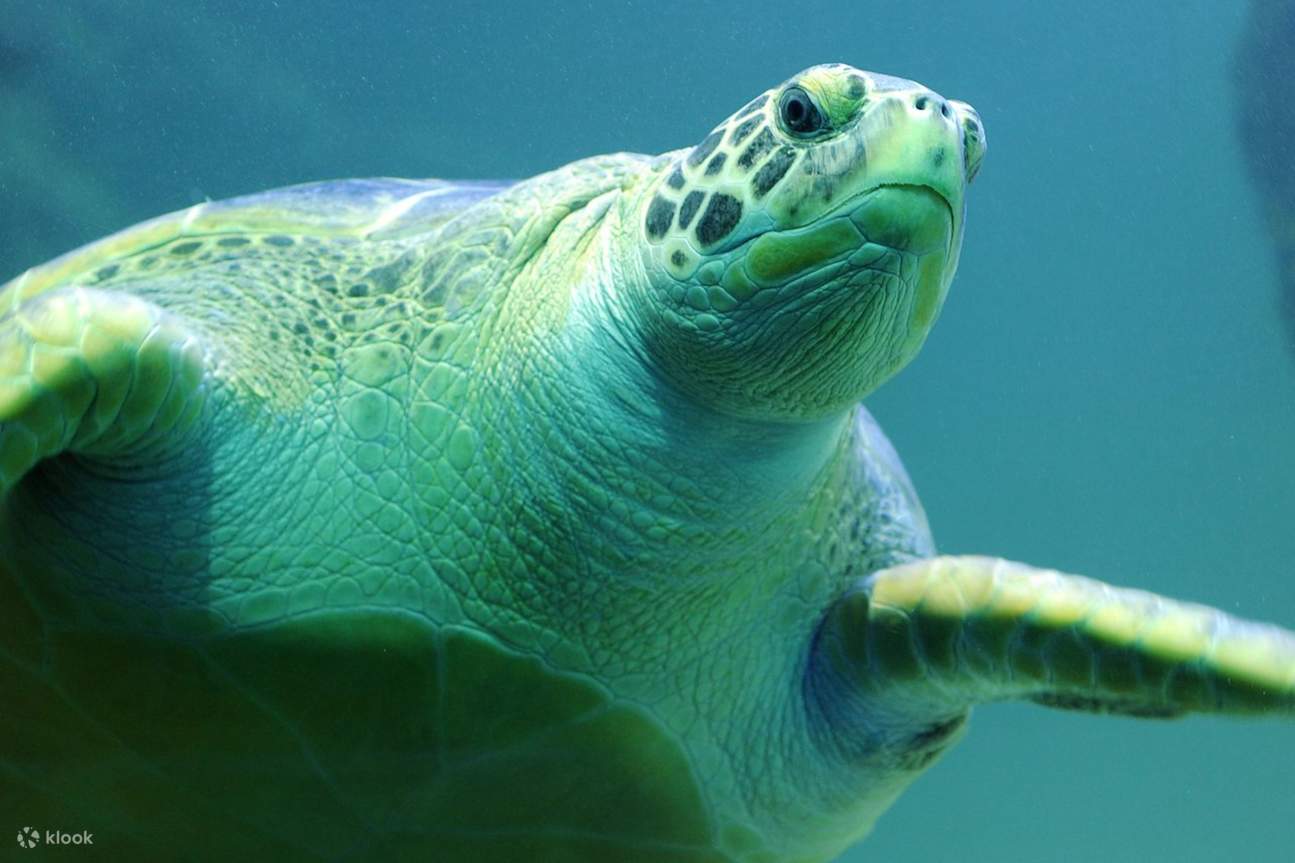 SEA LIFE Scheveningen in Netherlands - Klook
