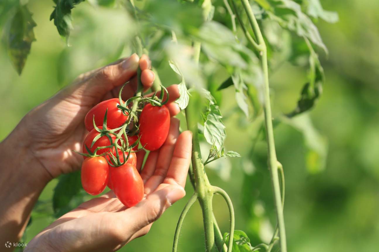 Jim Thompson Farm Tour - Klook Canada